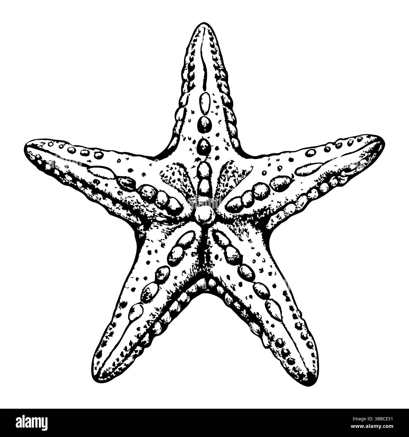 a starfish with five arms and subtle texture details, outlined in blue ...
