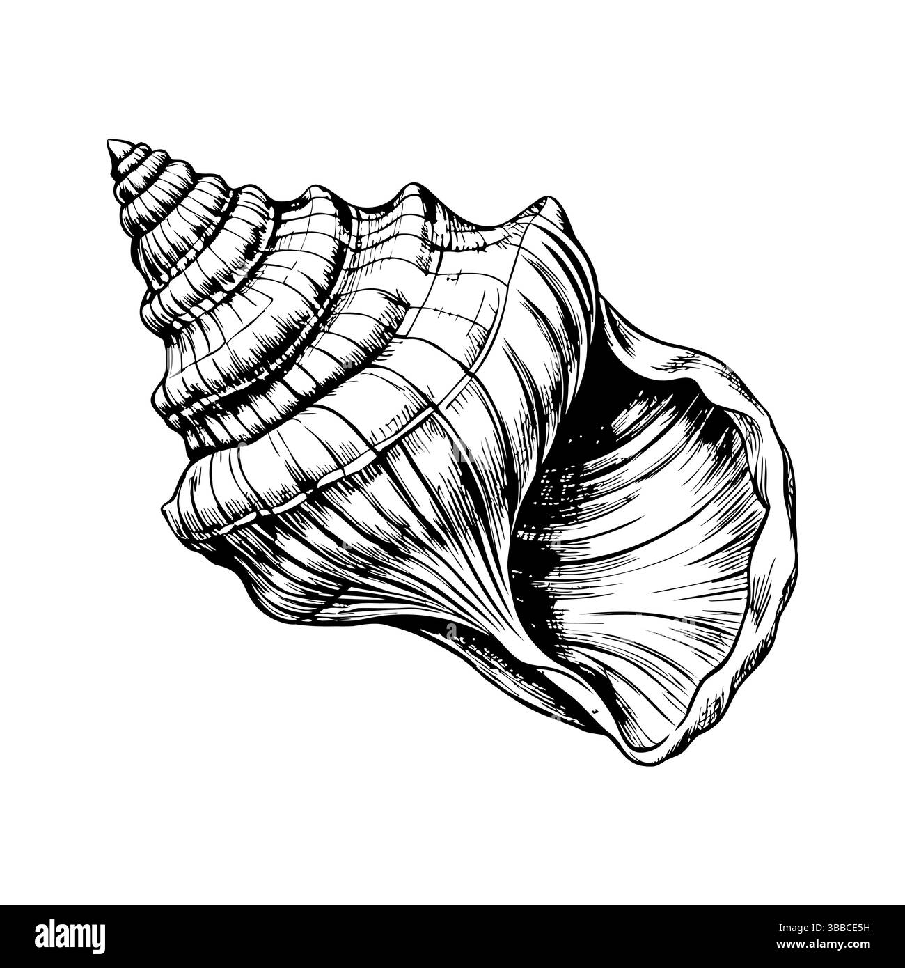 ribbed conical seashell, blue line sketch style on white background ...