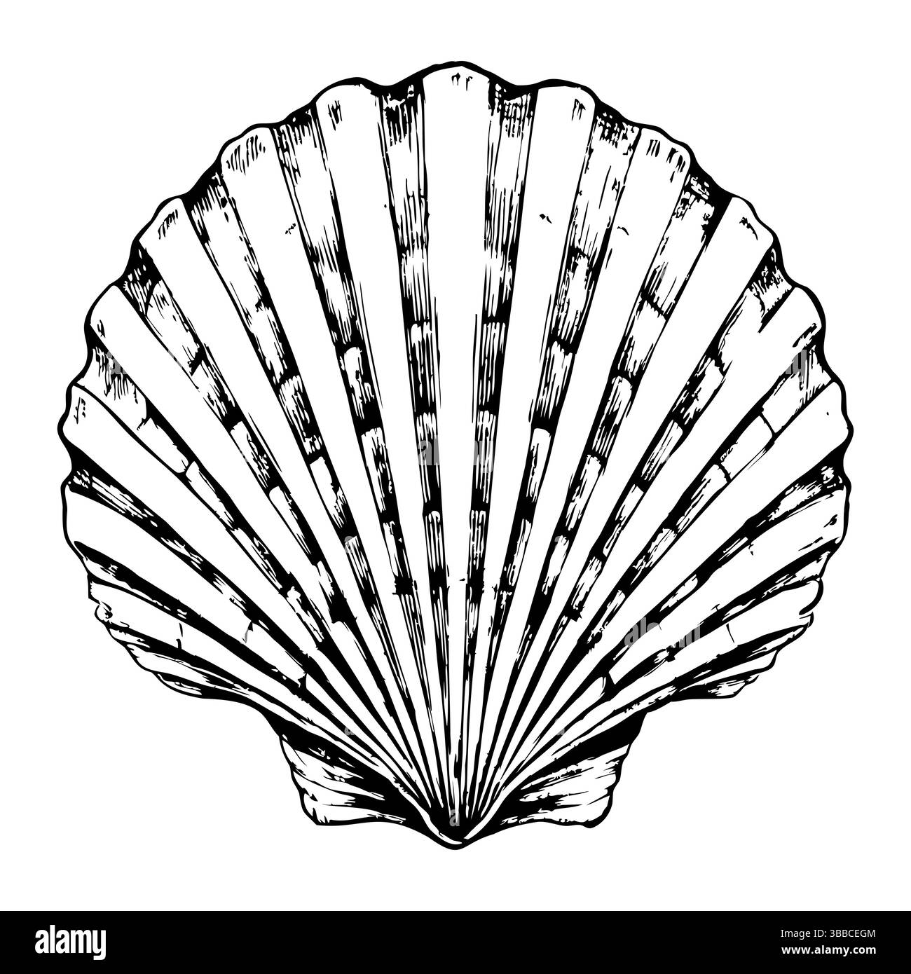 striped scallop shell with radiating ridges, blue outline on white ...