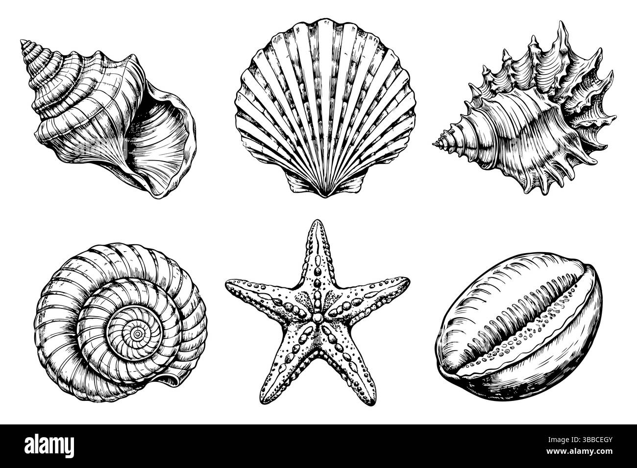 Hand drawn set of seashells and starfish in vintage engraving style ...