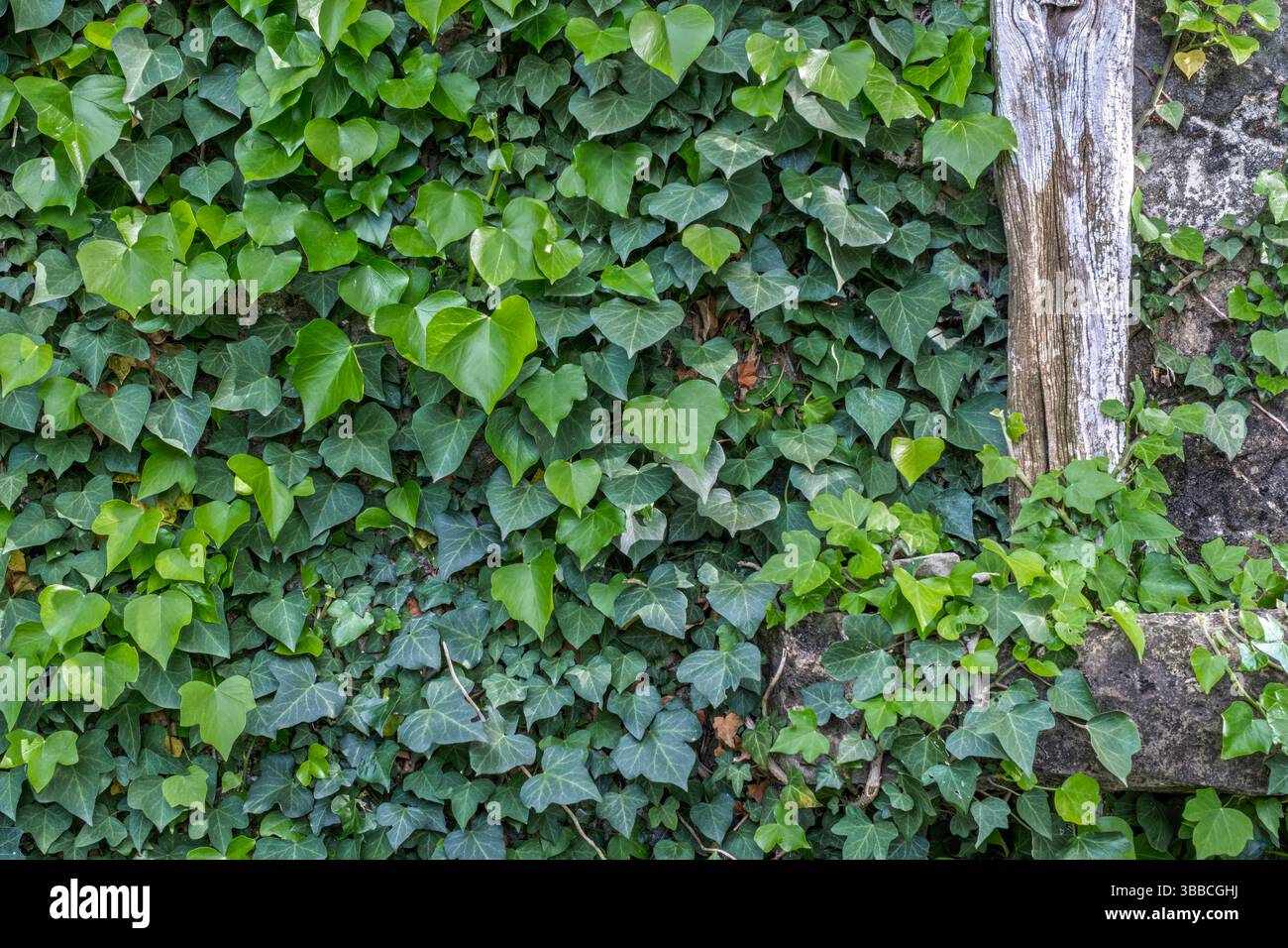 Lush green ivy growing on stone wall with weathered wooden post. Dense ...