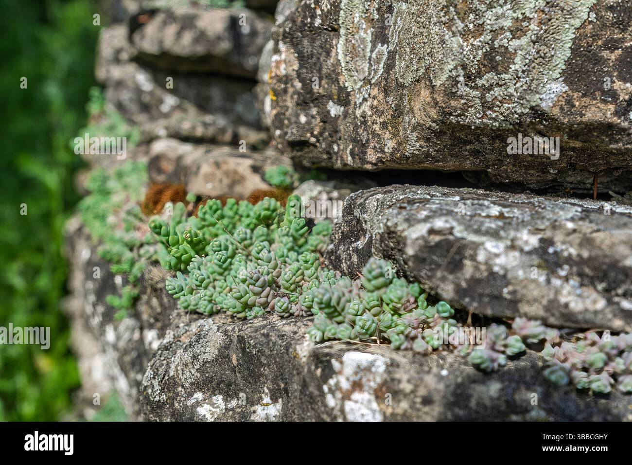 Tiny succulent plants growing between ancient stone wall crevices with ...
