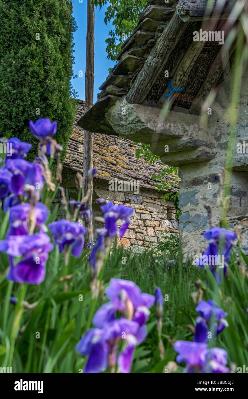 Purple iris flowers blooming in foreground of rustic stone cottage ...