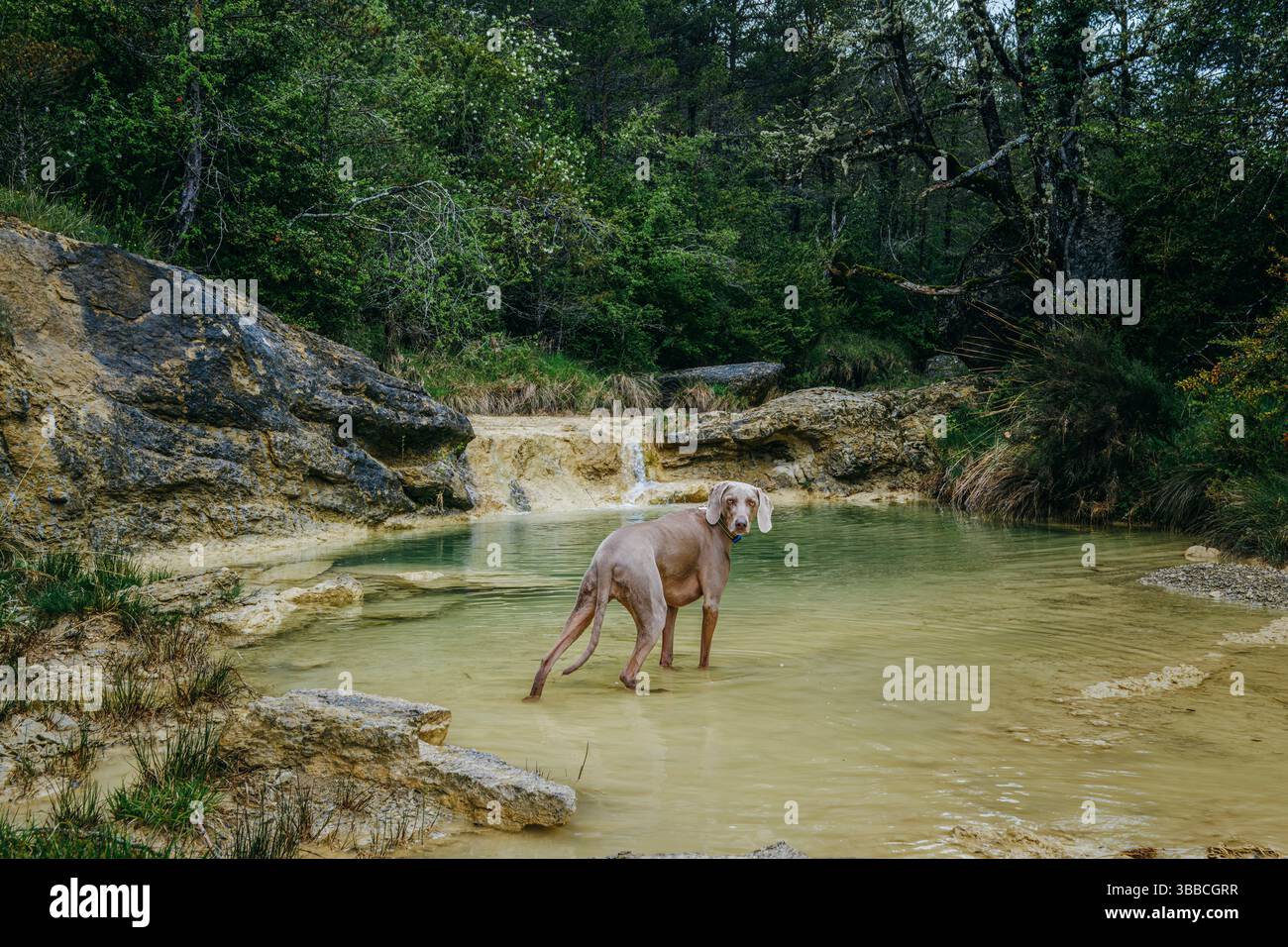Elegant hunting dog exploring shallow natural rock pool with emerald ...