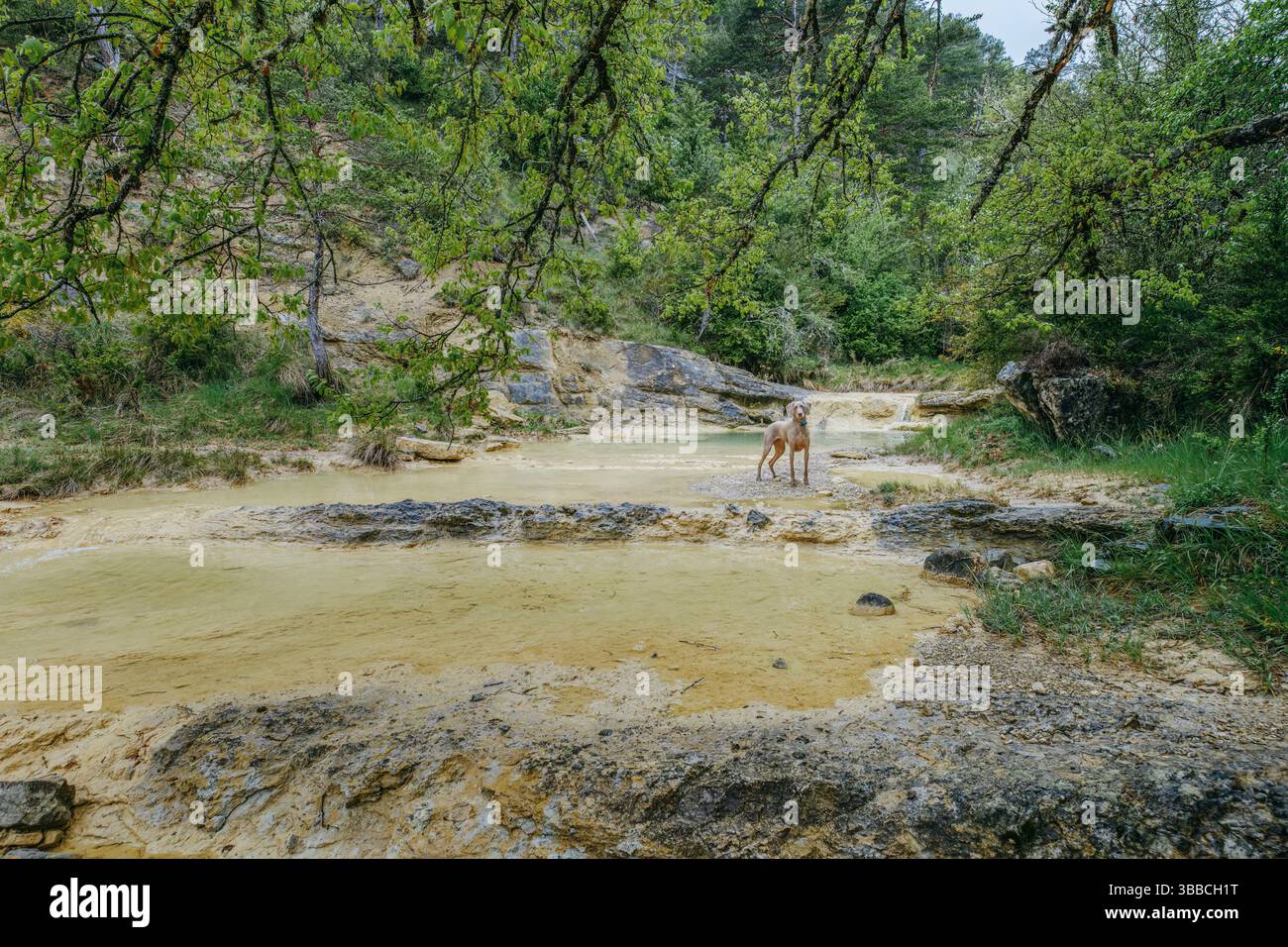 Silver-gray hunting dog exploring tranquil limestone pool with ...