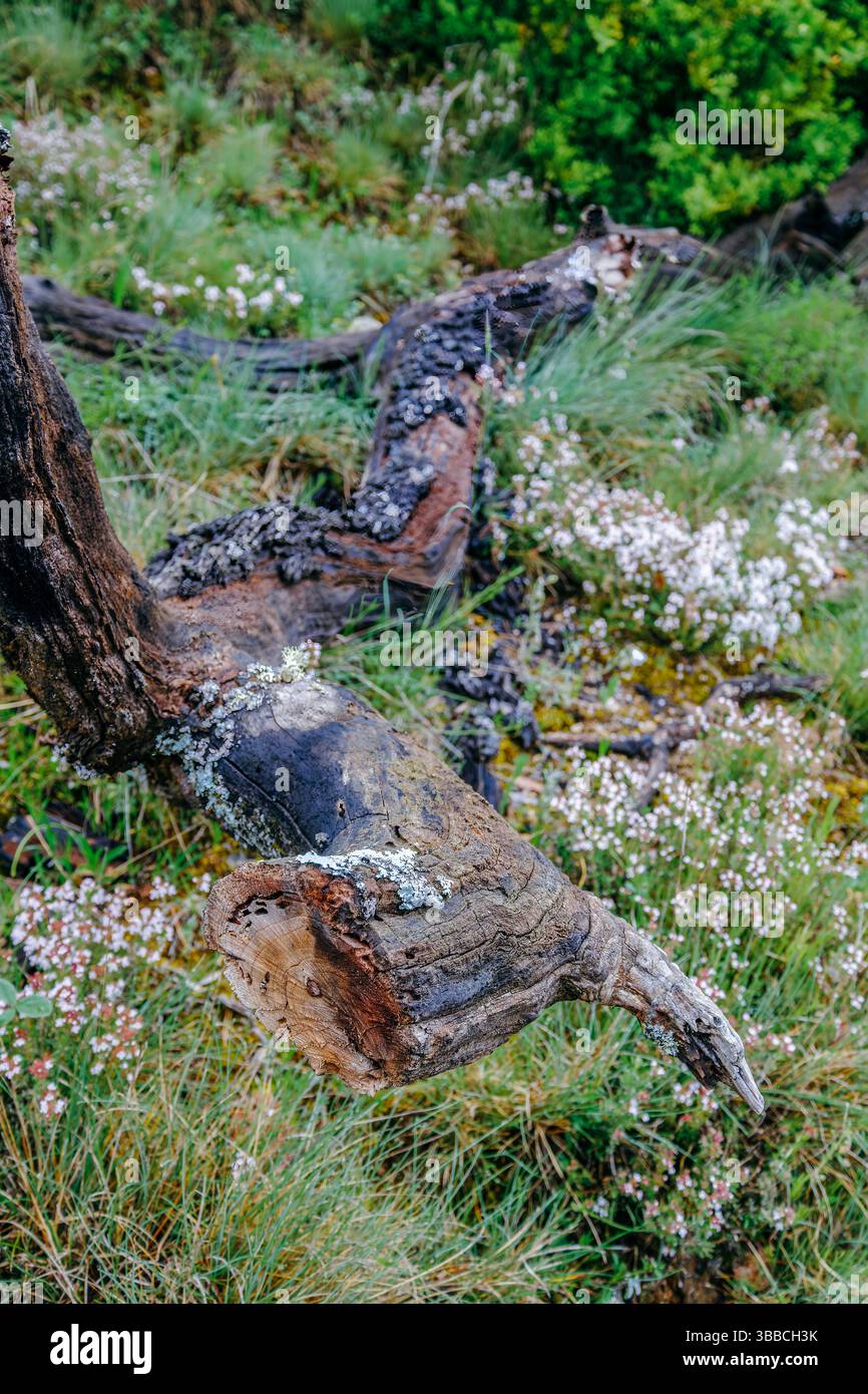 Detailed of weathered twisted tree root with textured bark and lichen ...