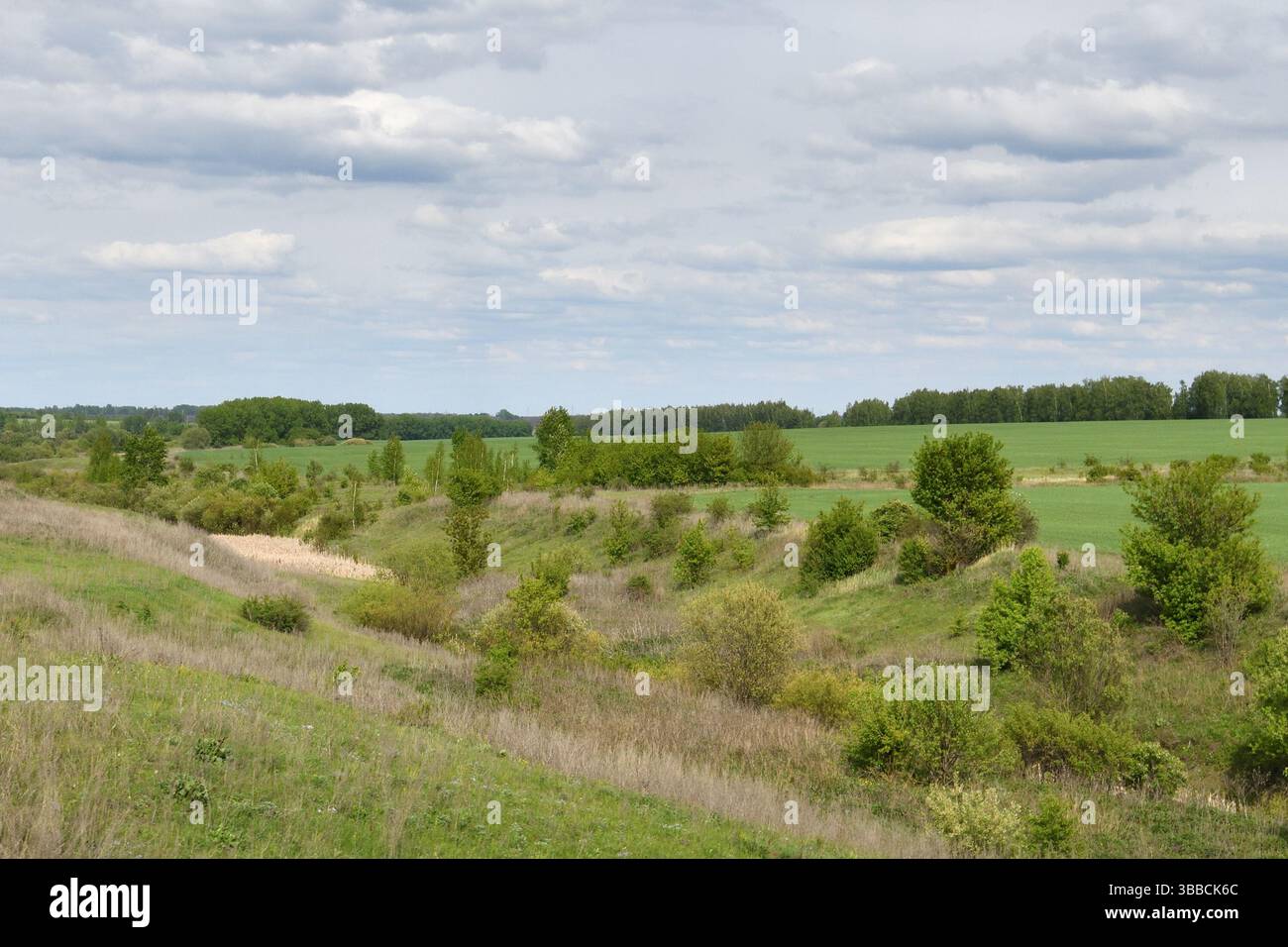 Wildlife of a Central Russia - Trees and Shrubs Stock Photo - Alamy