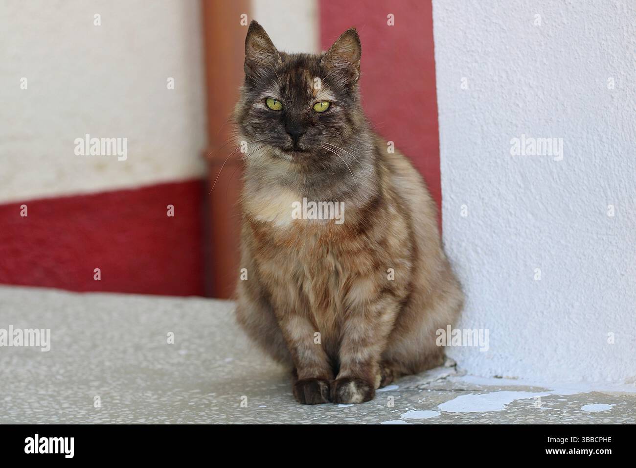 Full-body view of a tortoiseshell cat with green eyes sitting by a red ...