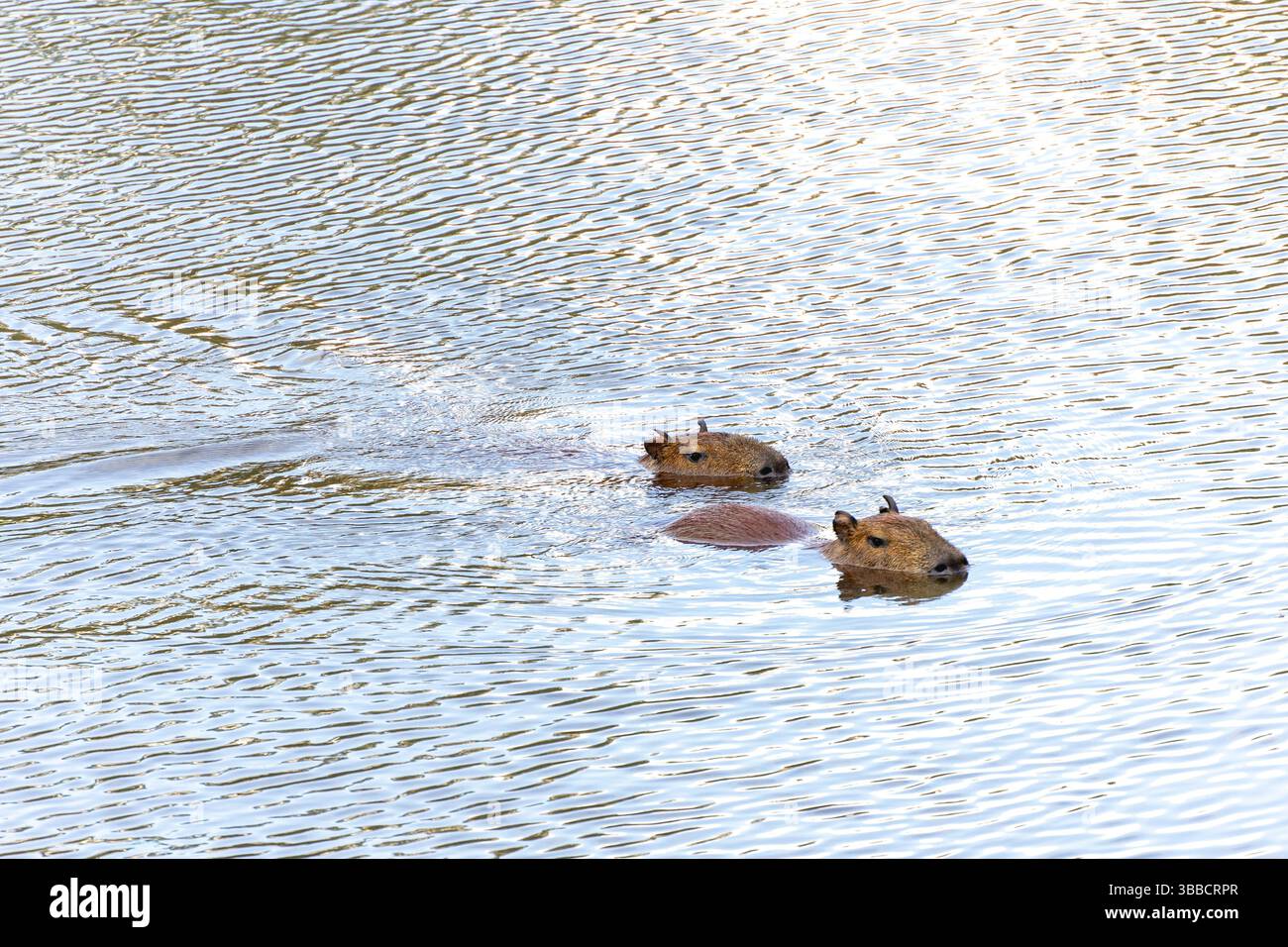 Capibara's swimming in the lake, in the Horto Florestal Park in São ...
