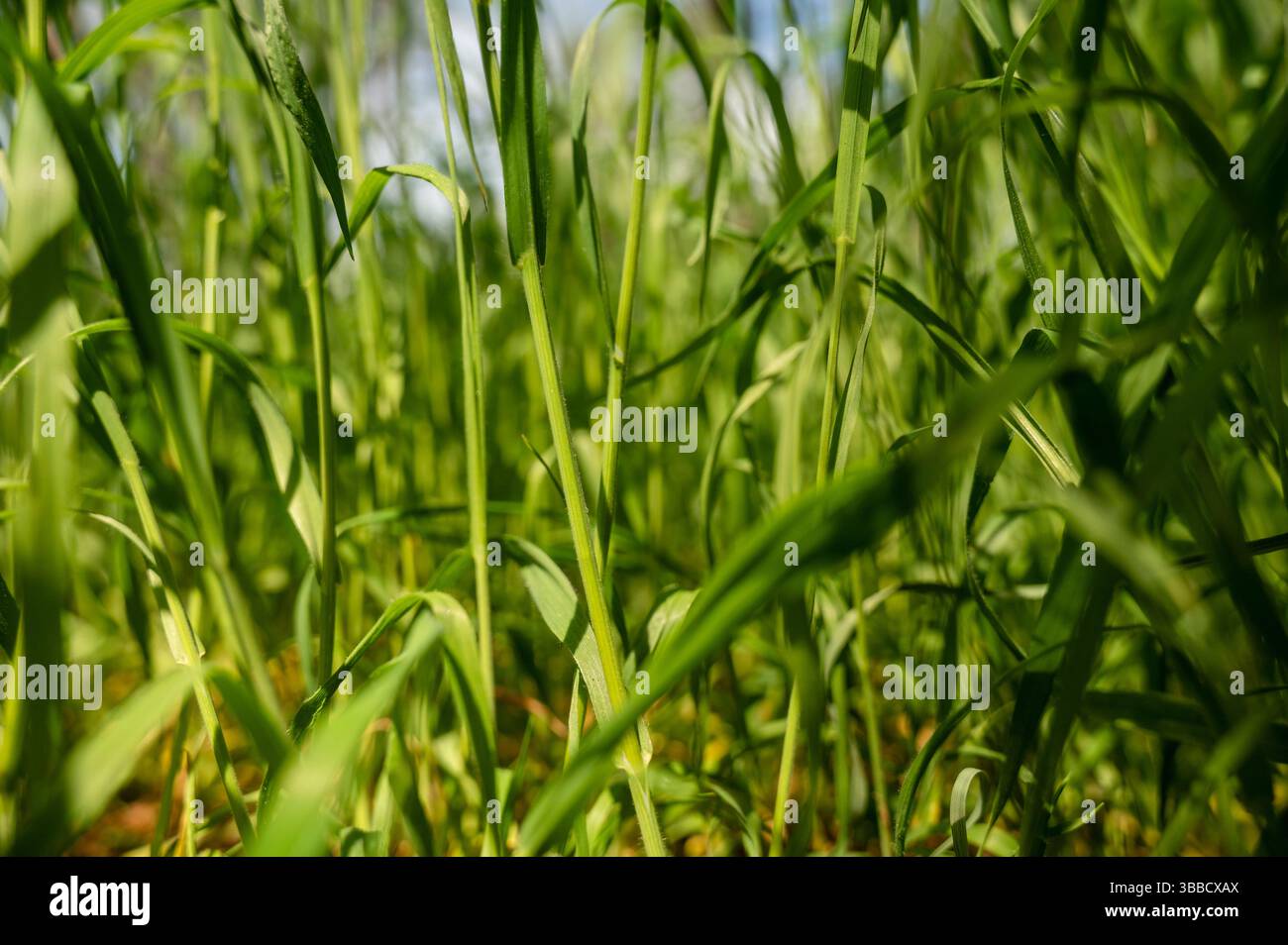 closeup of green lawn in spring. pattern of tall grass. backlit nature ...