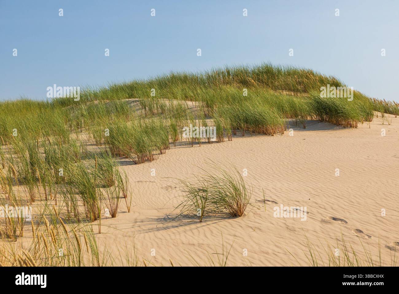 Low grassy dune with wind-shaped sand patterns in Slowinski National ...