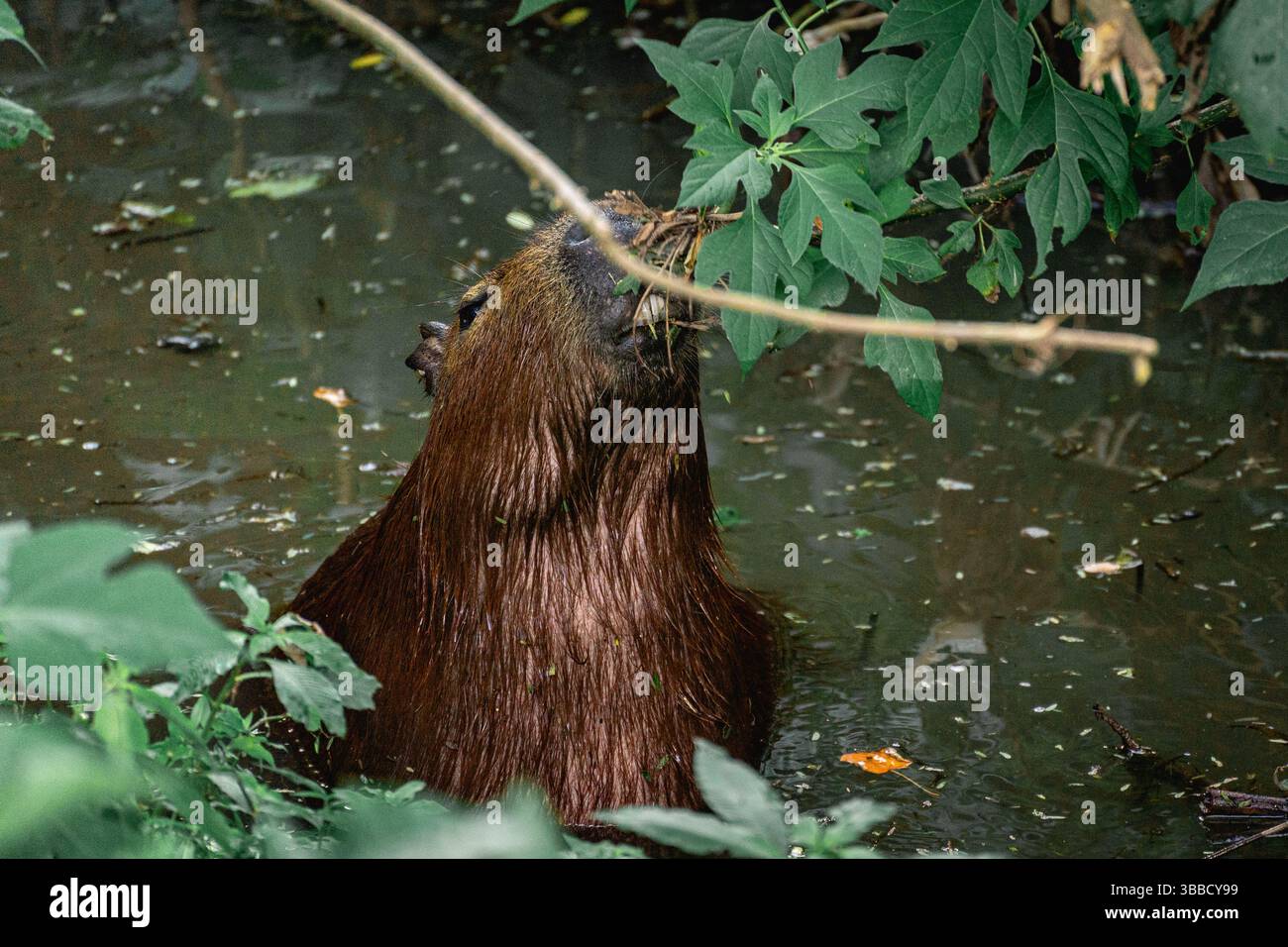 Capibara's grazing in the Horto Florestal Park in São Paulo, Brazil ...