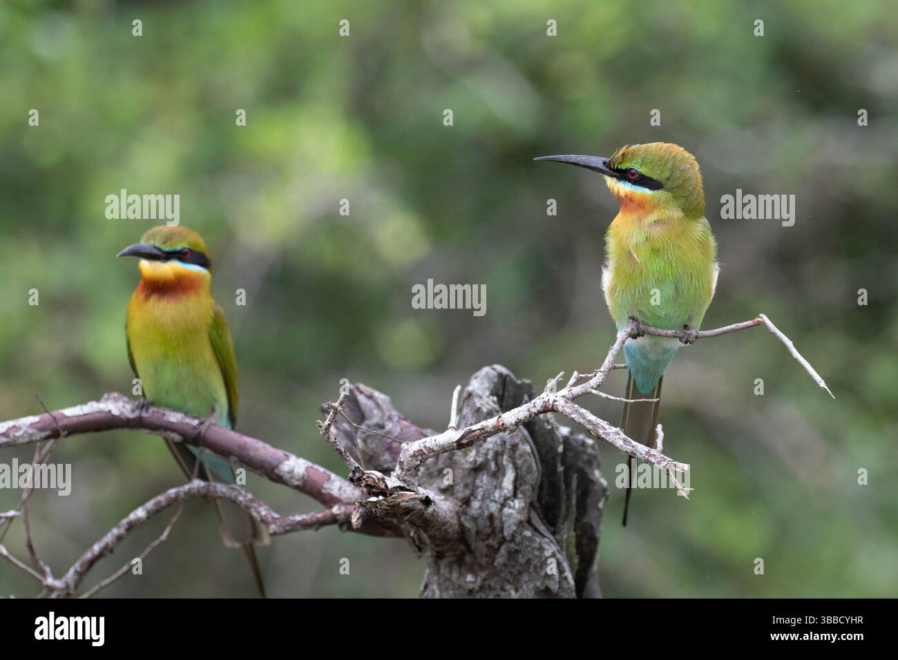 Two chestnut headed bee hi-res stock photography and images - Alamy