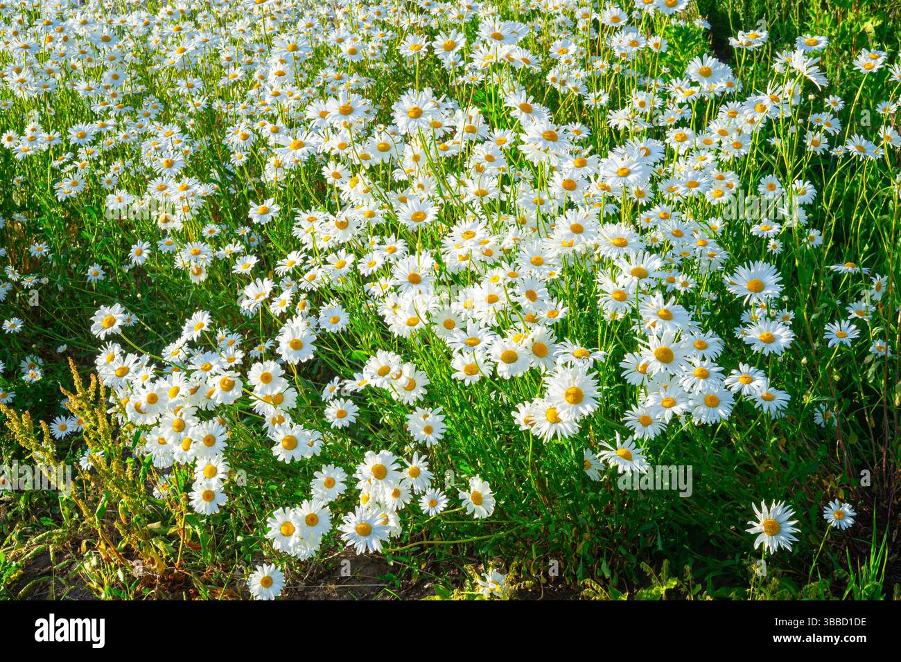Field with many large Daisy flowers, Leucanthemum vulgare Stock Photo ...