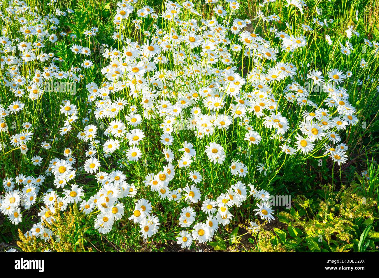 Field with many large Oxeye Daisy flowers, Leucanthemum vulgare Stock ...