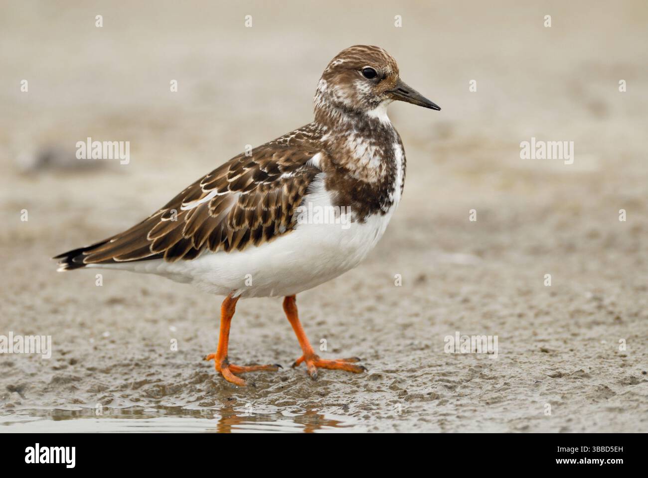 Arenaria hi-res stock photography and images - Alamy