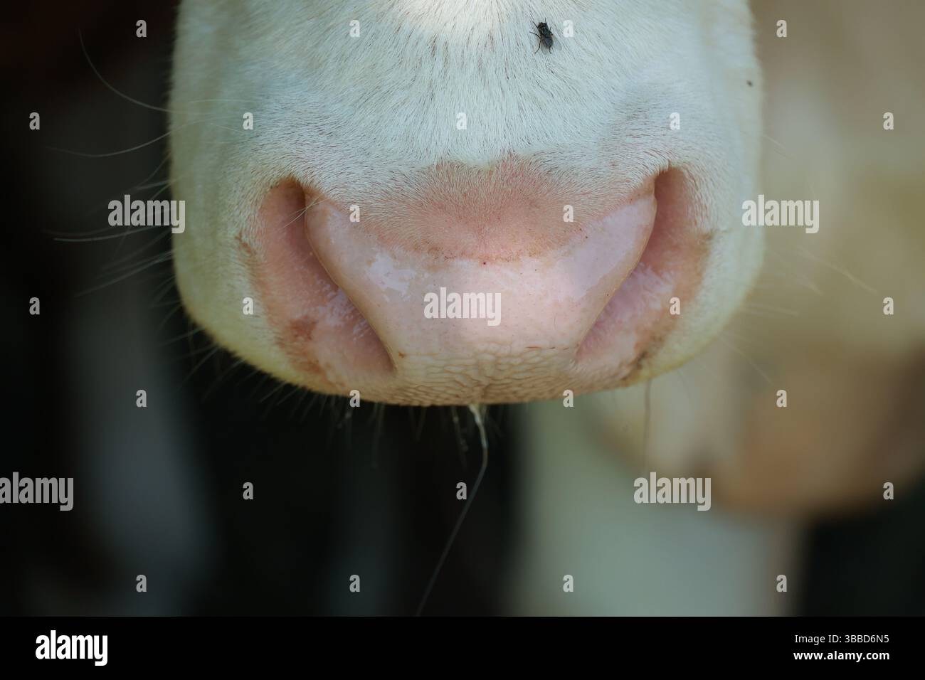 A close up of a cow's nose with a white patch on it Stock Photo - Alamy