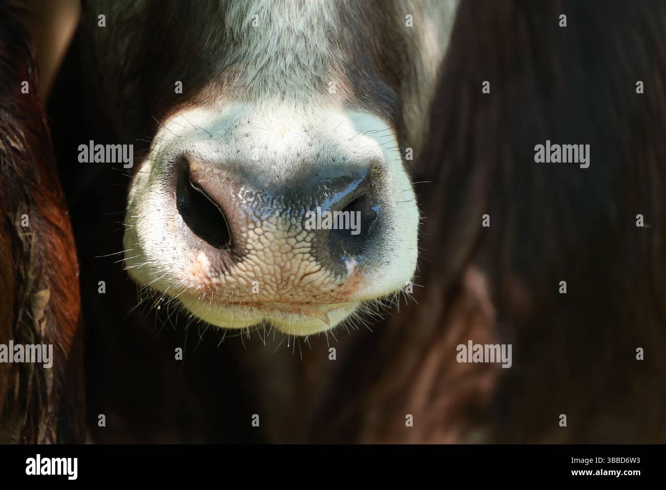 A cow's nose is shown in detail, with the nostrils visible and the ...