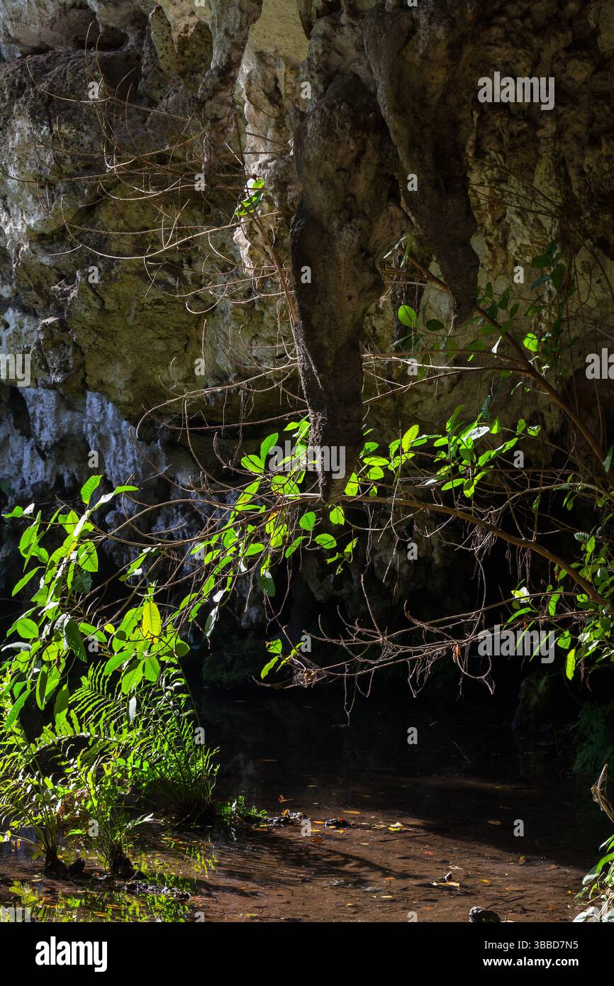 Calm and peaceful cave interior showcasing vivid greenery and a rocky ...