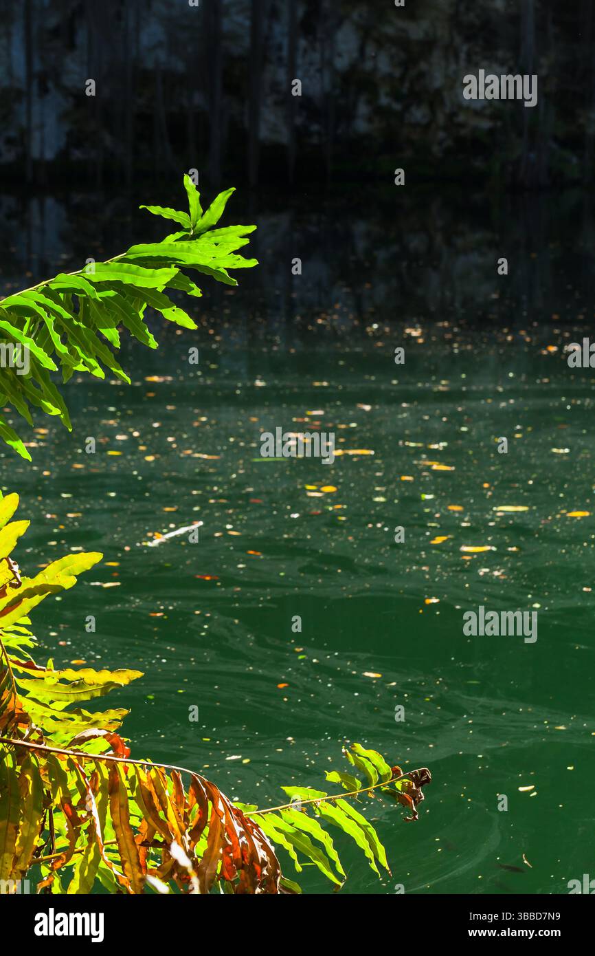 Vivid green leaves bask in sunlight in a tropical jungle setting ...