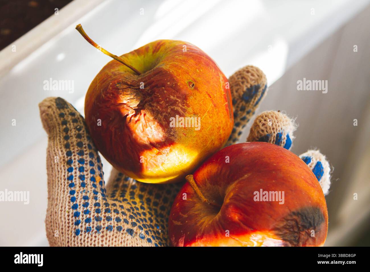 Rotten apple in sun. Rotting fruit. Diseases of apple fruit. Pest ...