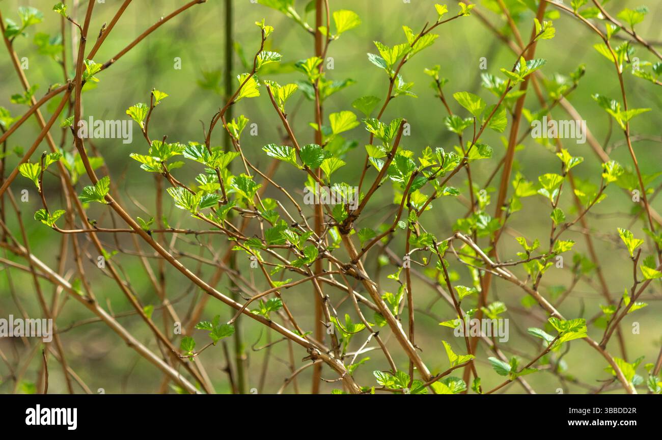 Leaves young raspberry bush hi-res stock photography and images - Alamy
