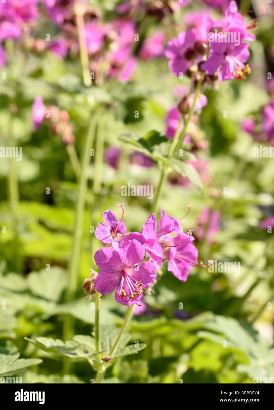 Rock crane's-bill or Geranium macrorrhizum flowering pink flowers in ...