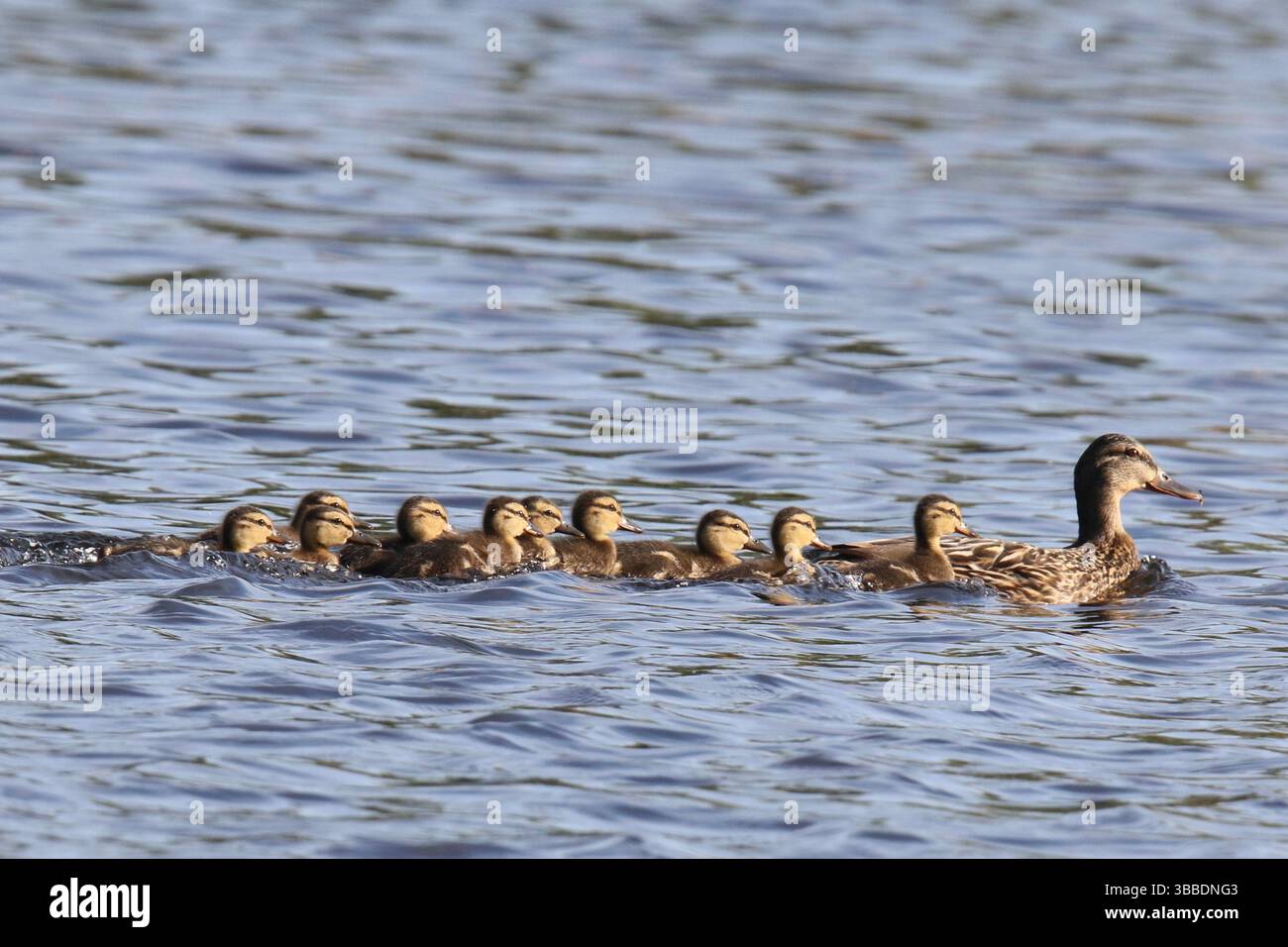 A mother mallard duck leading a group of ducklings across a pond in Springtime. The ducklings ...