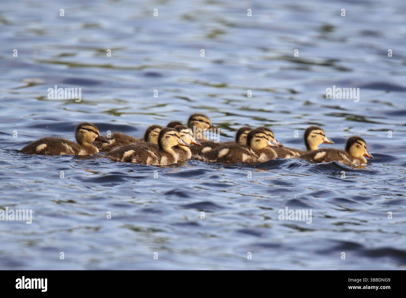 A group of ten mallard ducklings swimming together on a lake in ...