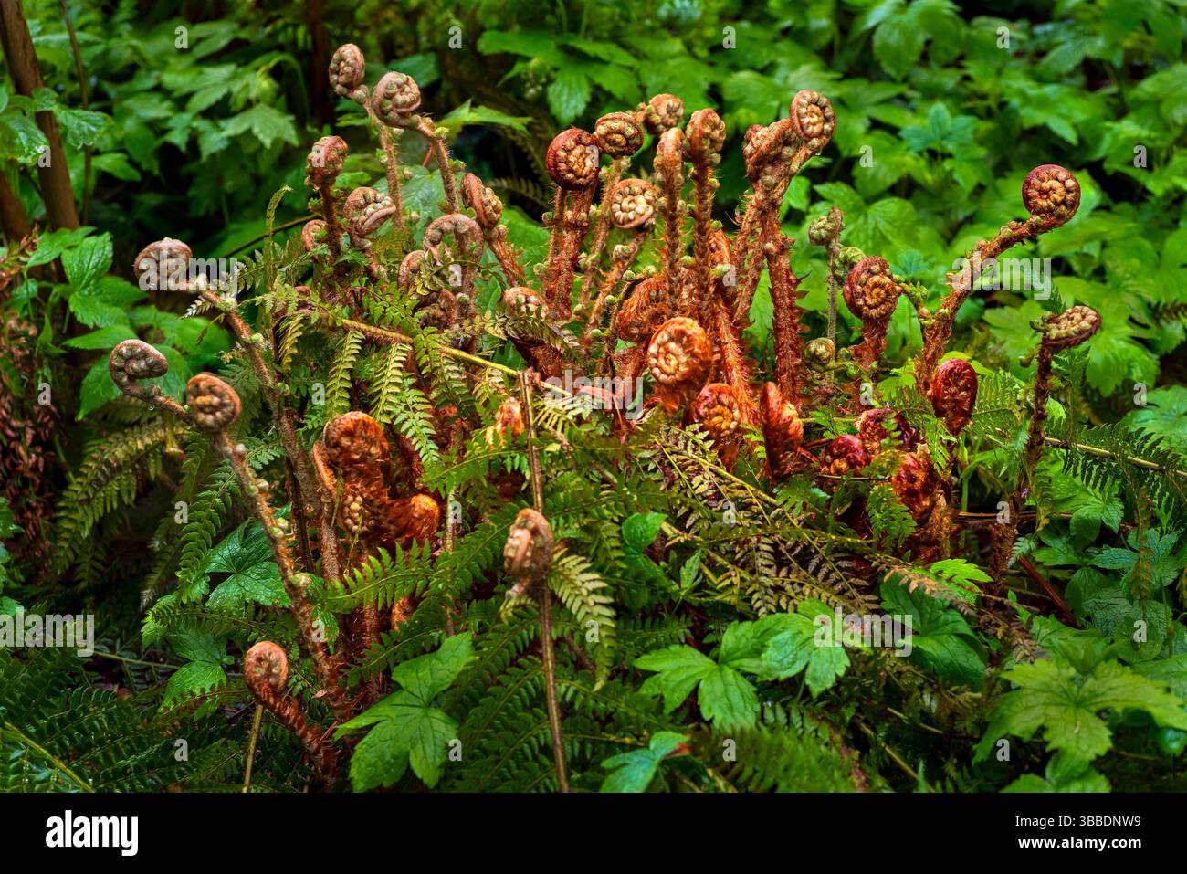 New ferns unfurling in Sheffield Botanical Gardens Stock Photo - Alamy