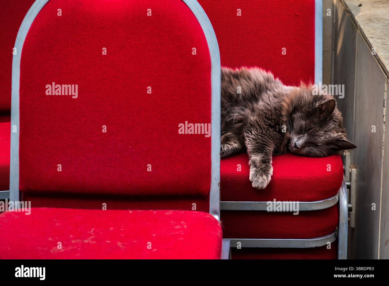 Sleeping cat on red chairs in The Pavilions in Sheffield Botanical ...