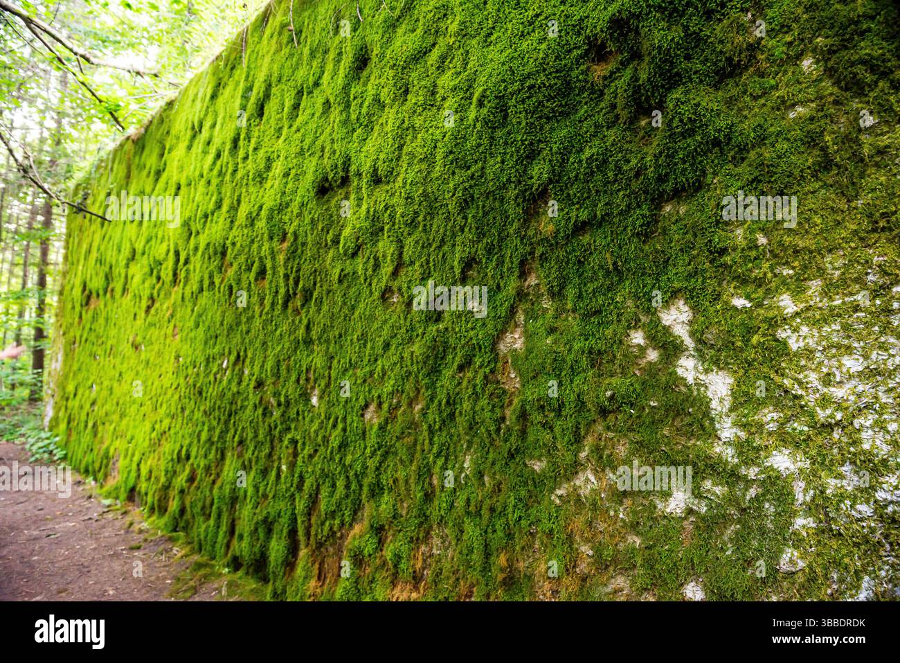 Mauerwald, Poland - August 15, 2021. Bunkers in museum area Stock Photo ...
