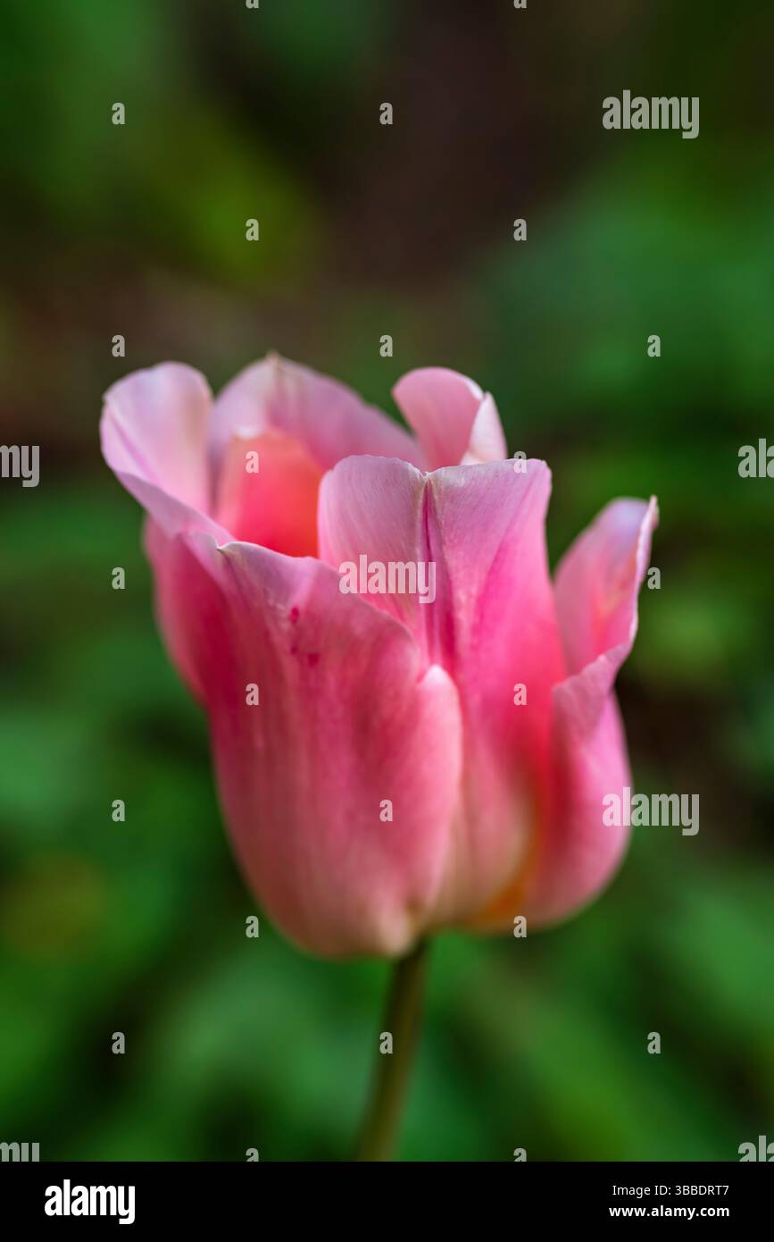 Pink tulip against a bokeh background in Sheffield Botanical Gardens ...