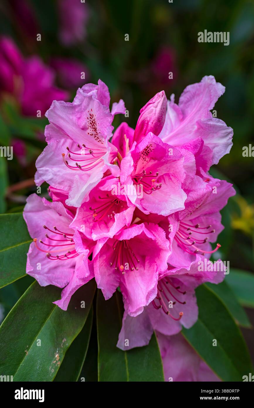 Pink Rhododendron flower in Sheffield Botanical Gardens Stock Photo - Alamy