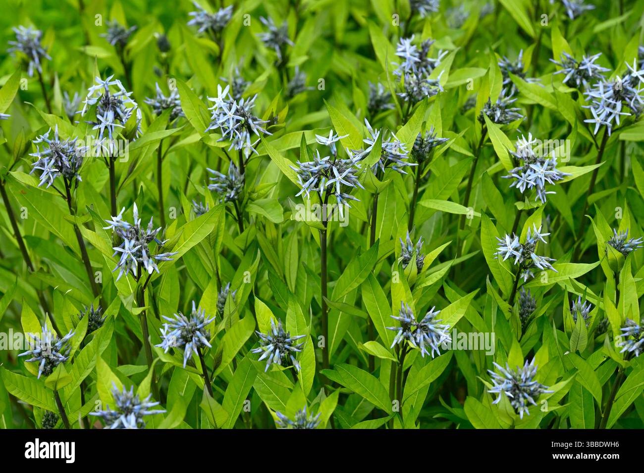 Metallic blue spring flowers of eastern bluestar, Amsonia ...