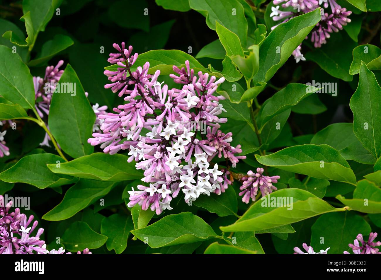 Pale pink spring flowers of lilac, Syringa pubescens subsp. patula ...