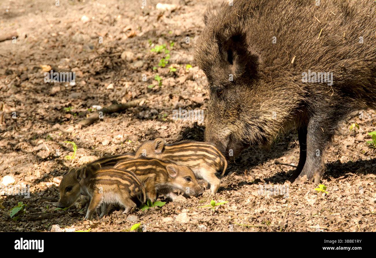 some awesome newborn babies of wild boars with their mother in the ...