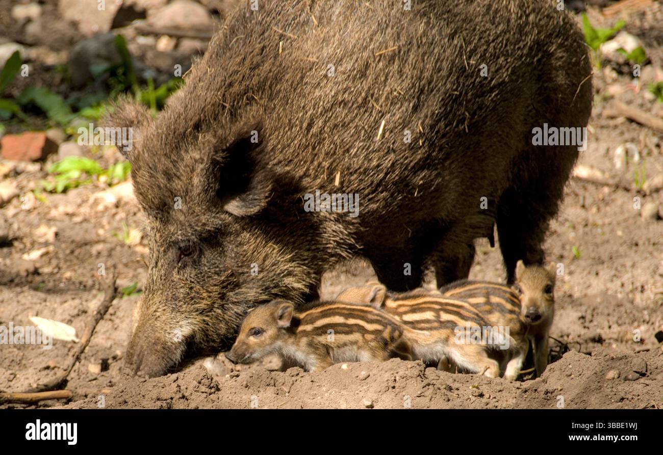 some awesome newborn babies of wild boars with their mother in the ...