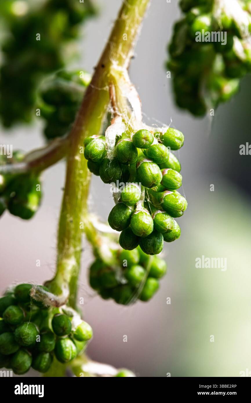Grape Vine Blossom, about to flower, May 2025 Stock Photo - Alamy