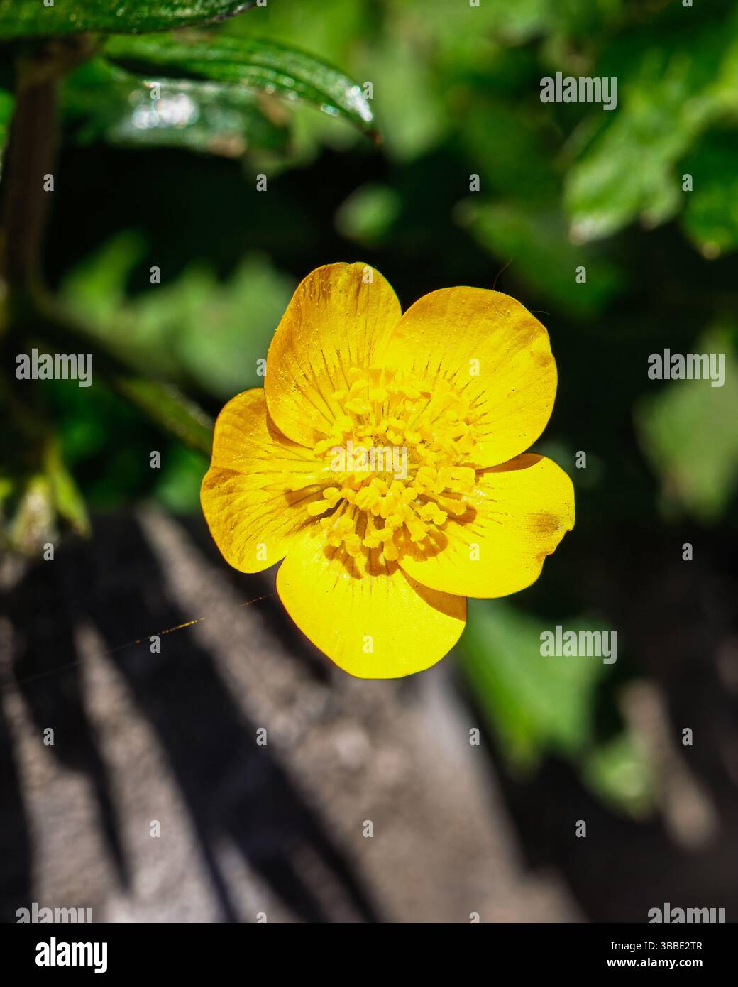 Ranunculus Acris, Buttercup, Flowering Stakeford Northumberland May ...