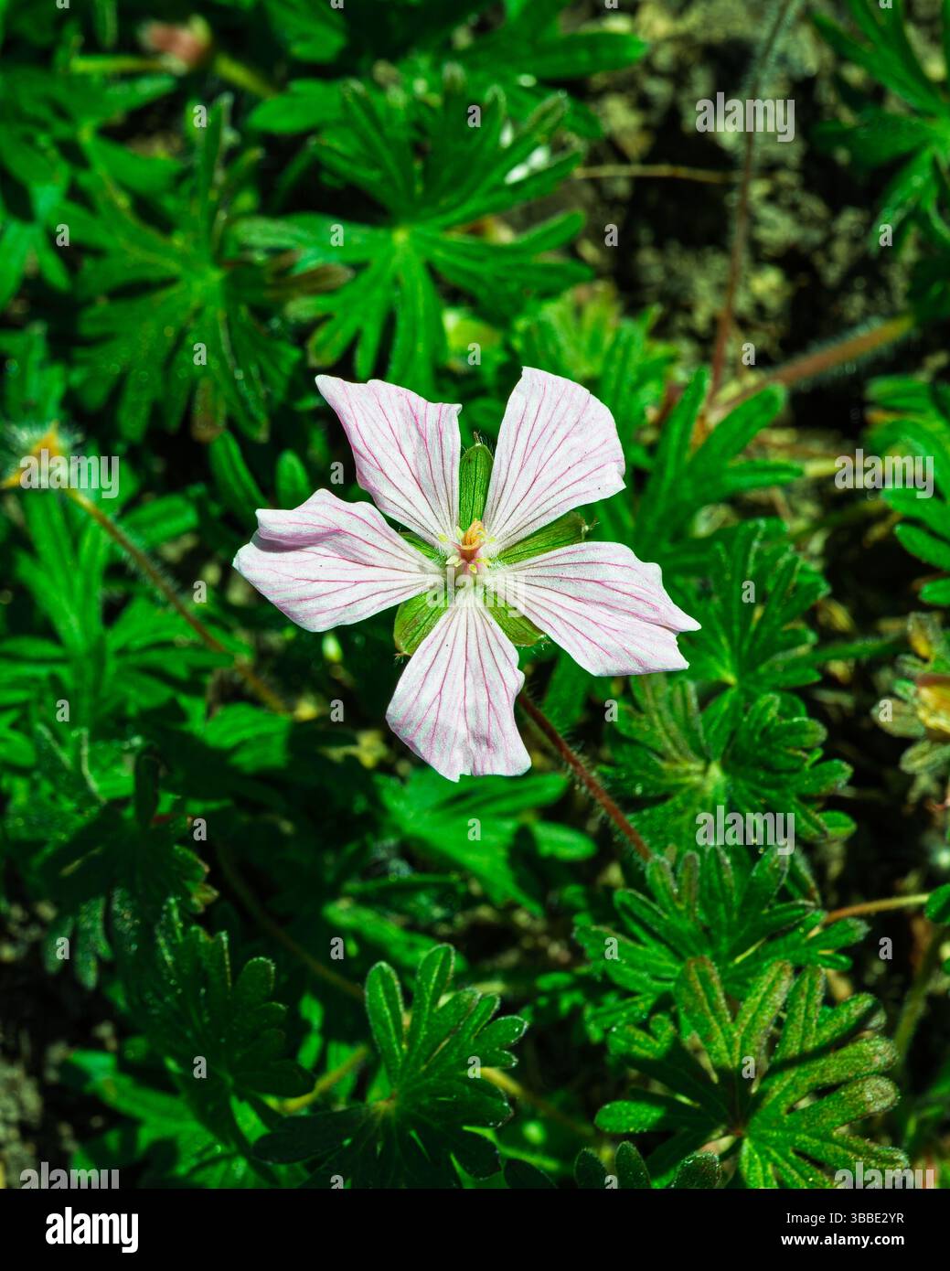 Richardson's Geranium flowering in Stakeford Northumberland May 2025 ...
