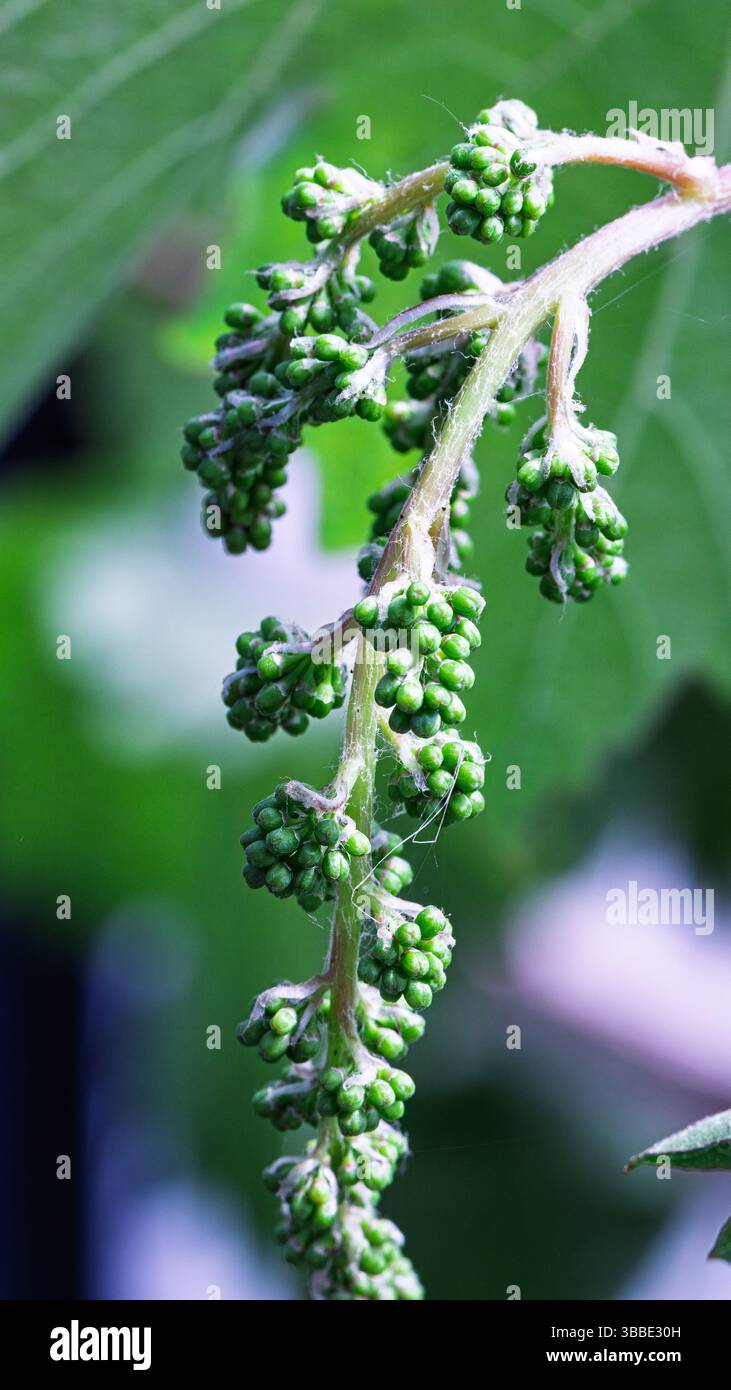 Grape Vine Blossom, about to flower, May 2025 Stock Photo - Alamy