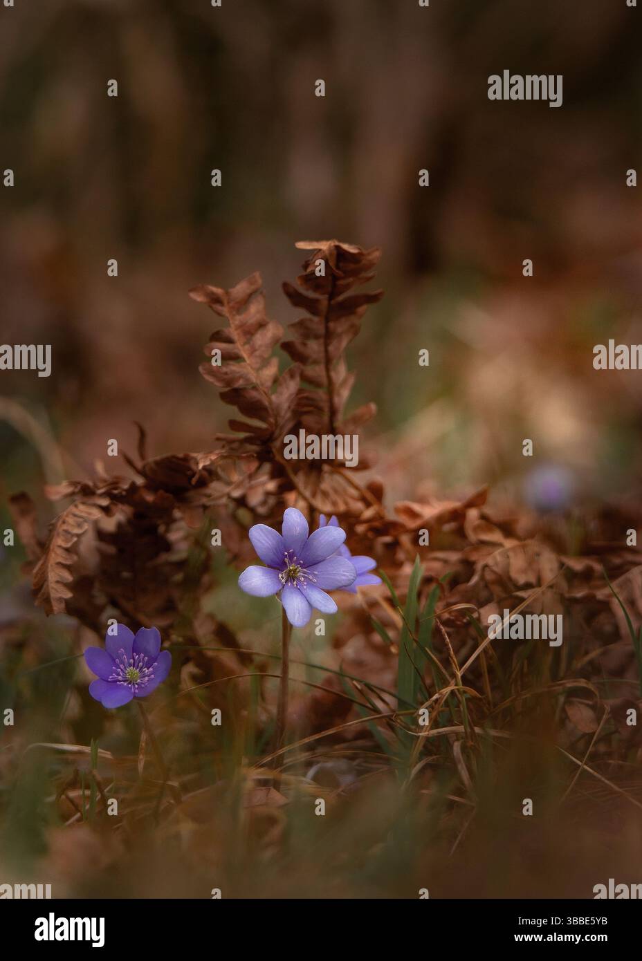 Hepatica flowers hi-res stock photography and images - Alamy