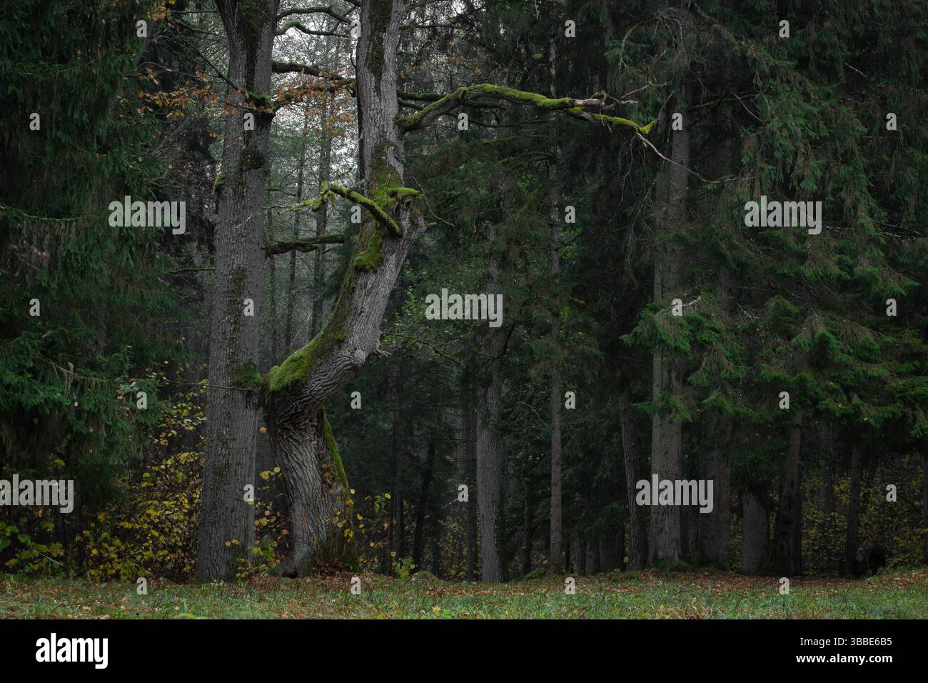 A gnarled tree draped in green moss leans dramatically within a dense ...