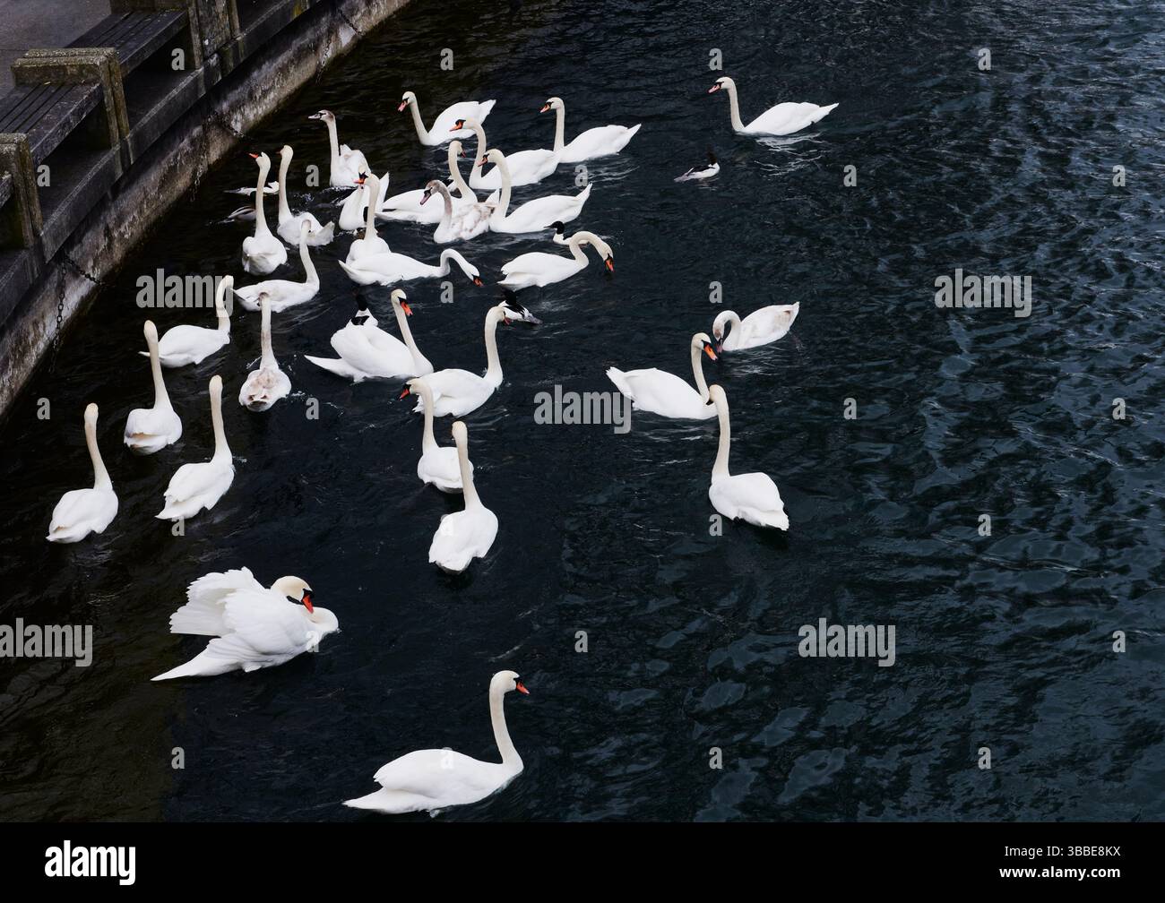 Swans feeding along the Limmat river, Zurich, Switzerland, Europe Stock ...