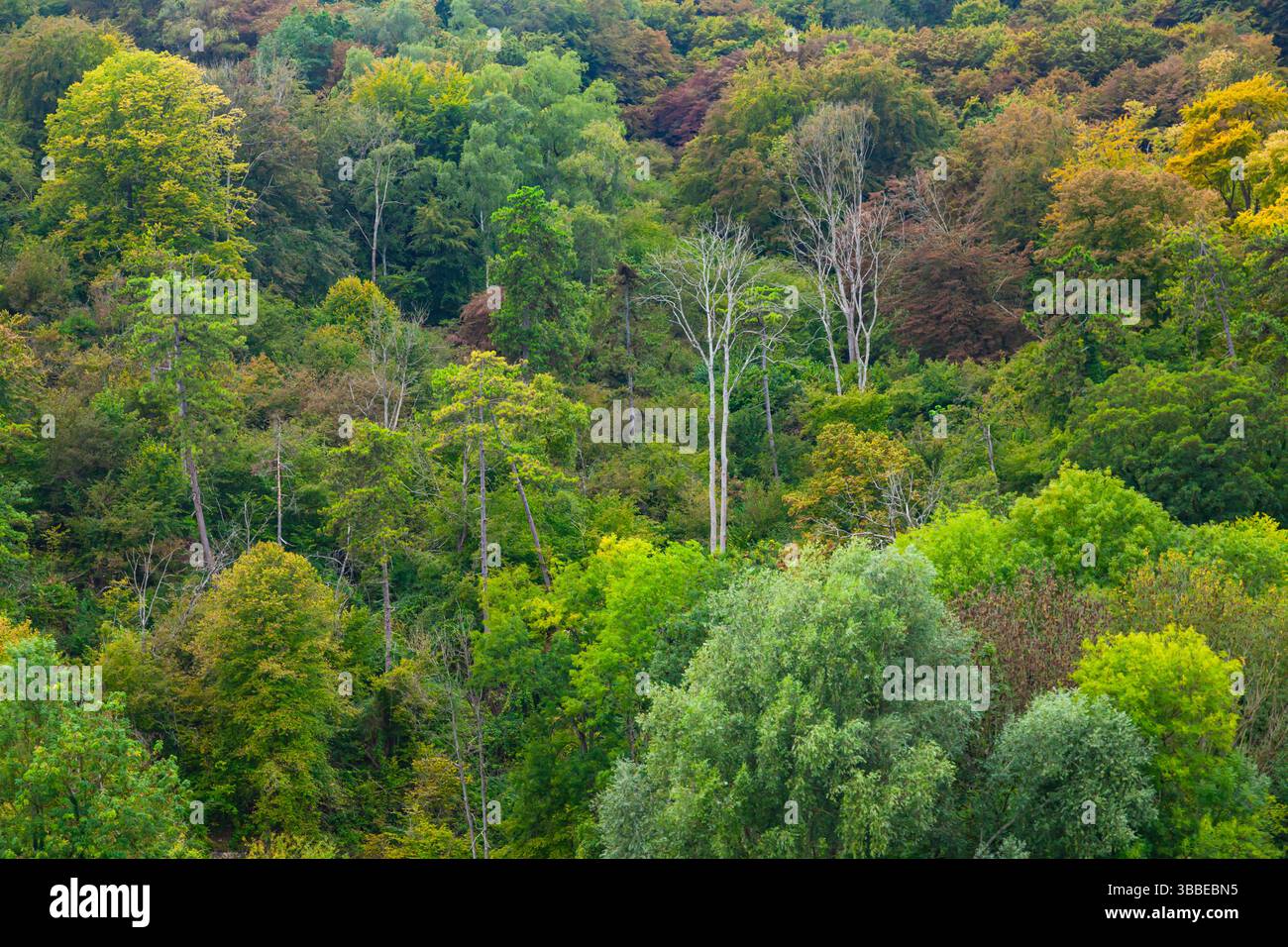 Dense forestry hi-res stock photography and images - Alamy
