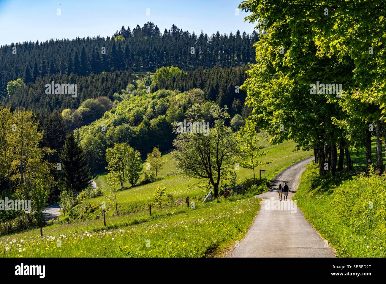 Landschaft bei Altastenberg, im Hochsauerlandkreis, im Frühling ...