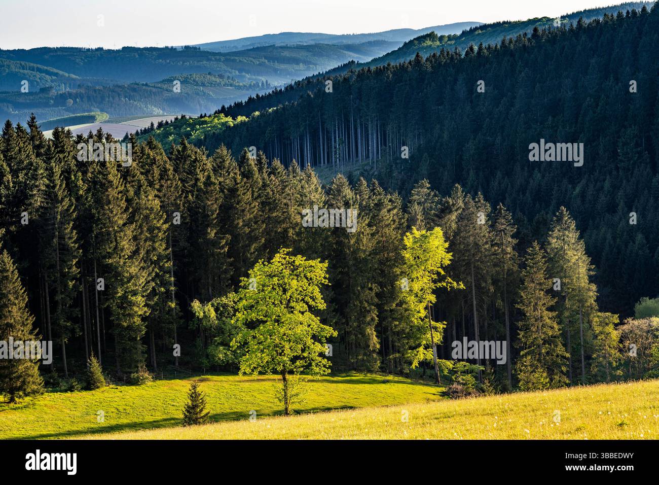 Sauerland Landschaft bei Altastenberg, im Hochsauerlandkreis, NRW ...