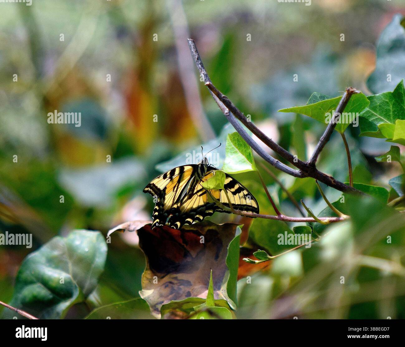 California insects hi-res stock photography and images - Alamy
