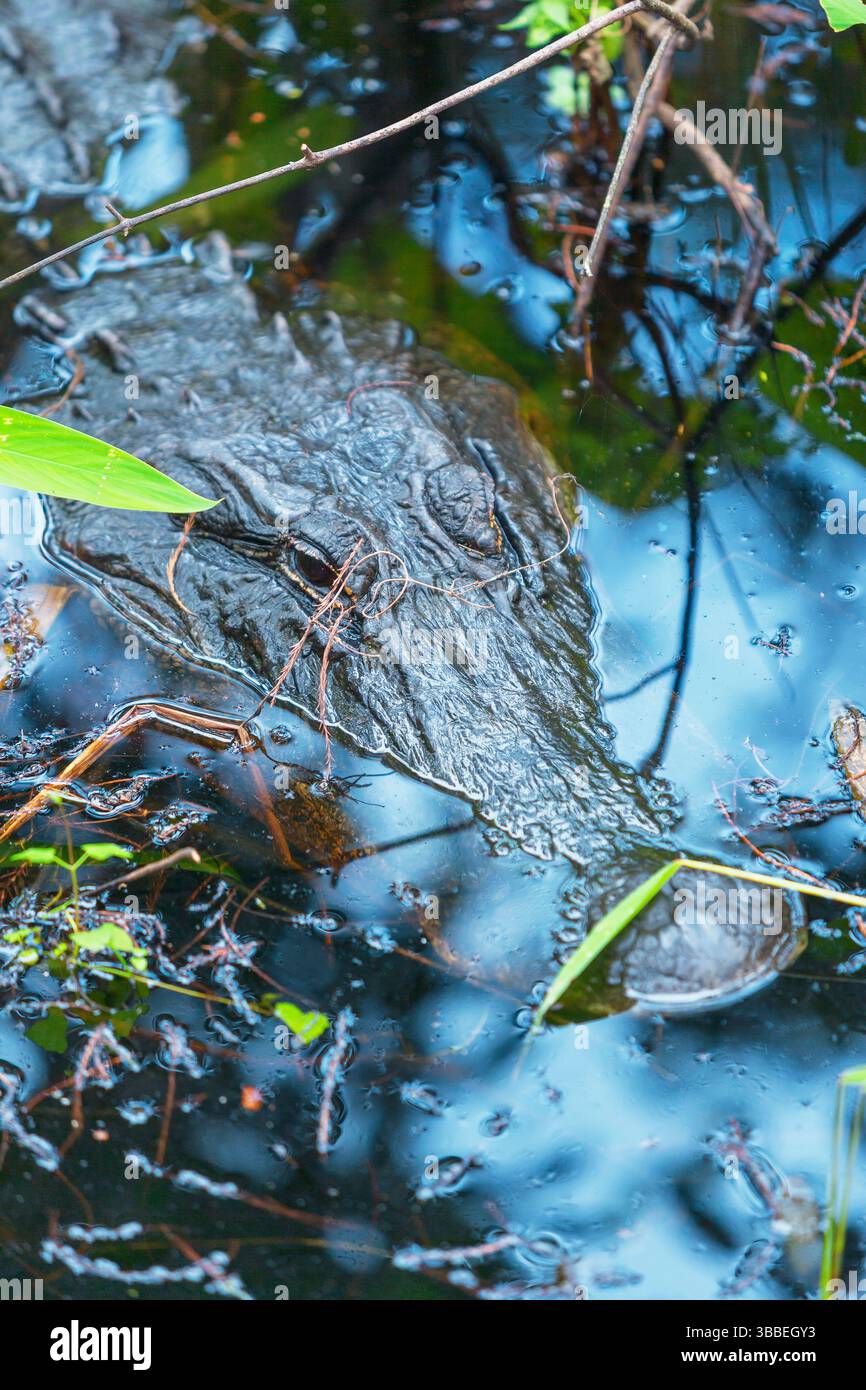 American alligator (Alligator mississipiensis), submerging, Sanibel ...